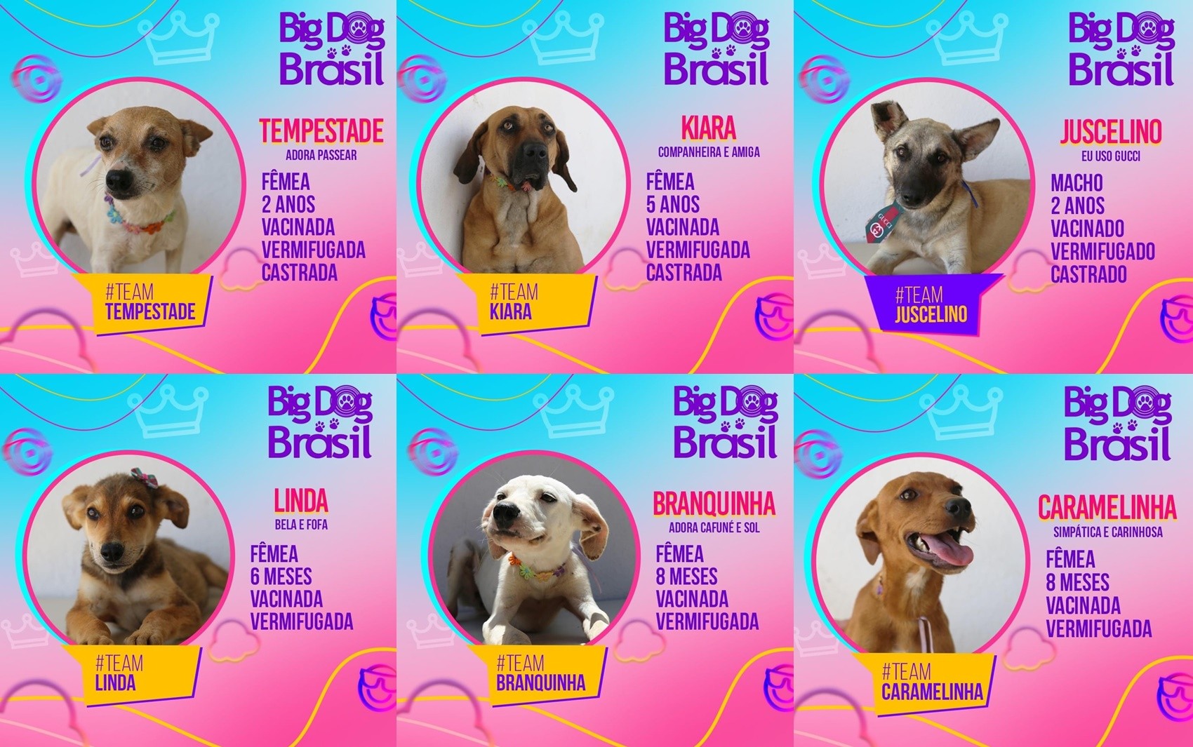 Inspirado no BBB 23, prefeitura em MG lança 'Big Dog Brasil' para ...