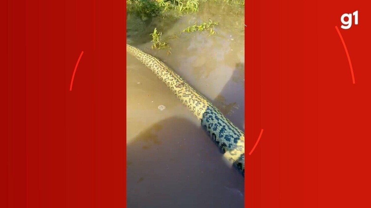 Sucuri come peixe típico do Pantanal e morre empalada com espinho; veja vídeo | Mato Grosso do ...