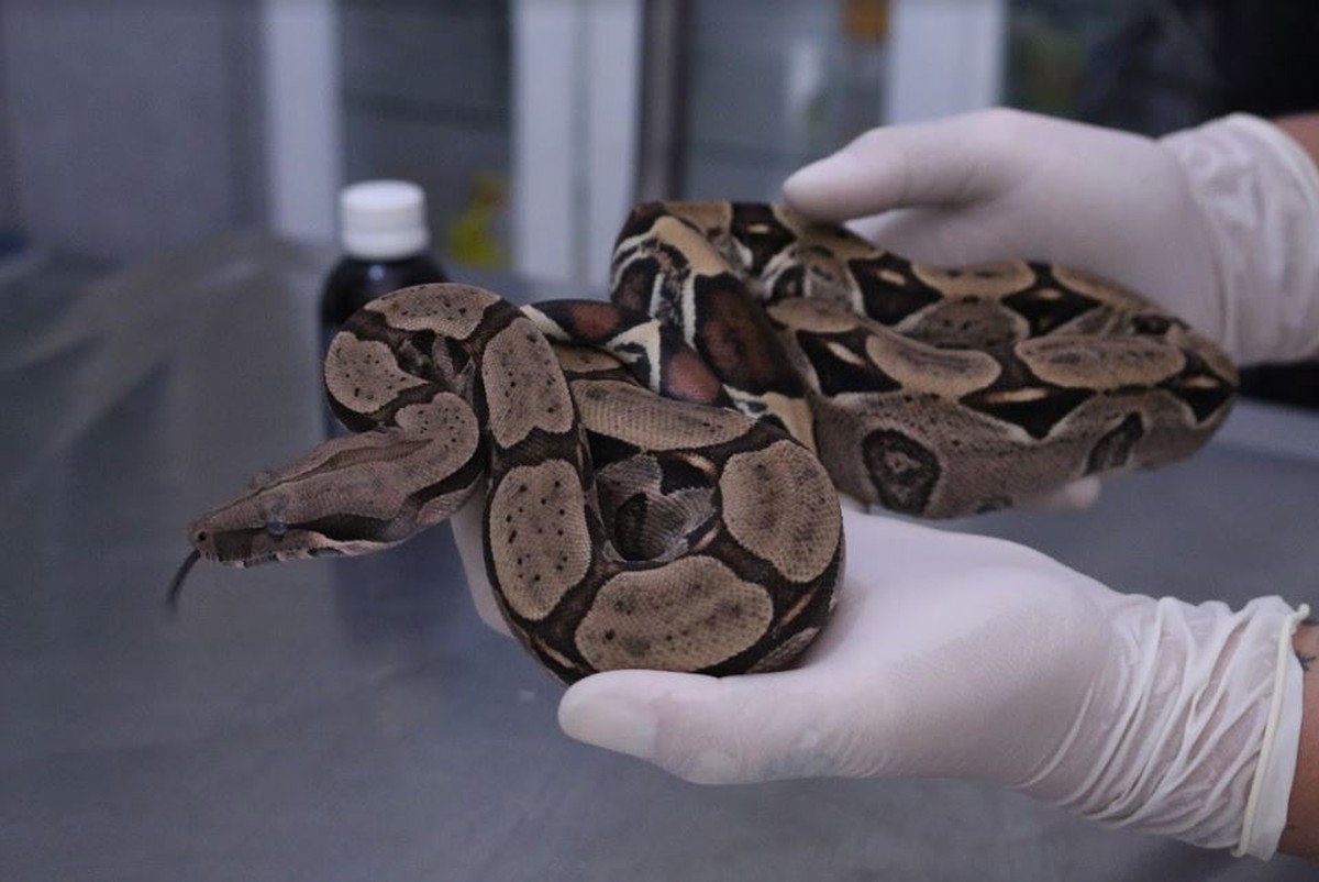 Cobras colocadas à venda na internet são apreendidas e levadas a centro ...