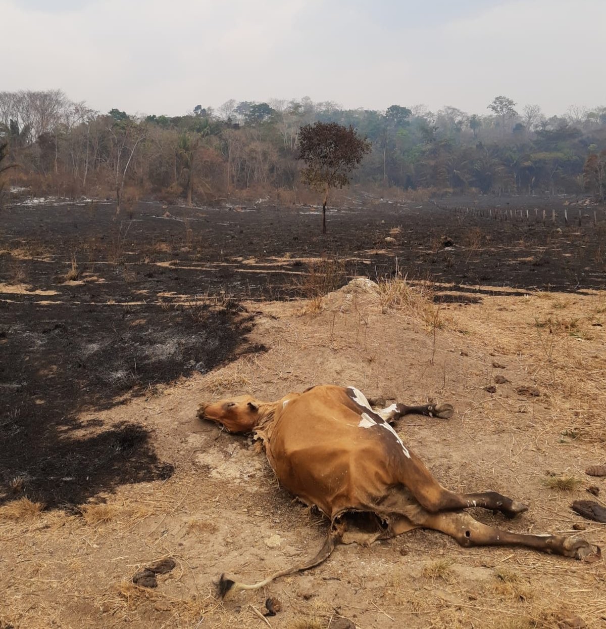 Disparada nas queimadas florestais causa destruição no Pará; estado é ...