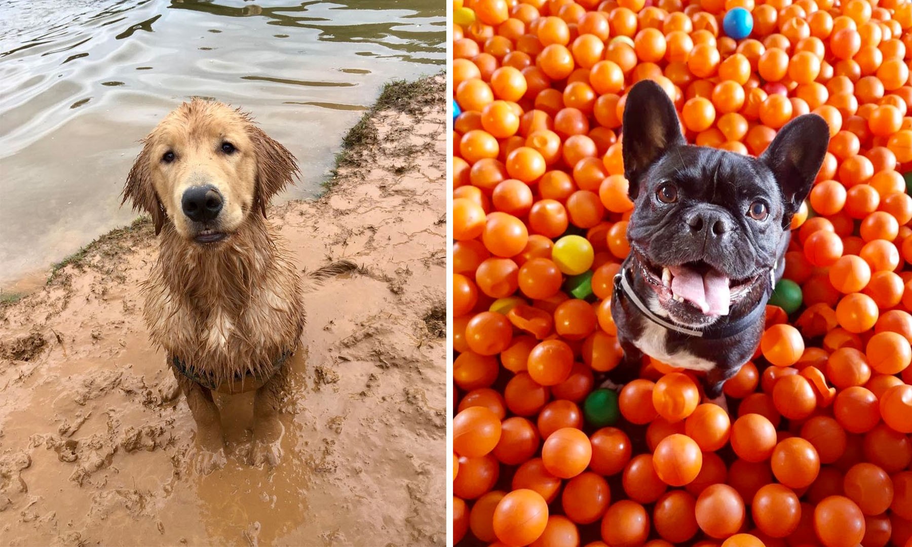 Evento reúne áreas de bem-estar e entretenimento para pets | Pets | G1