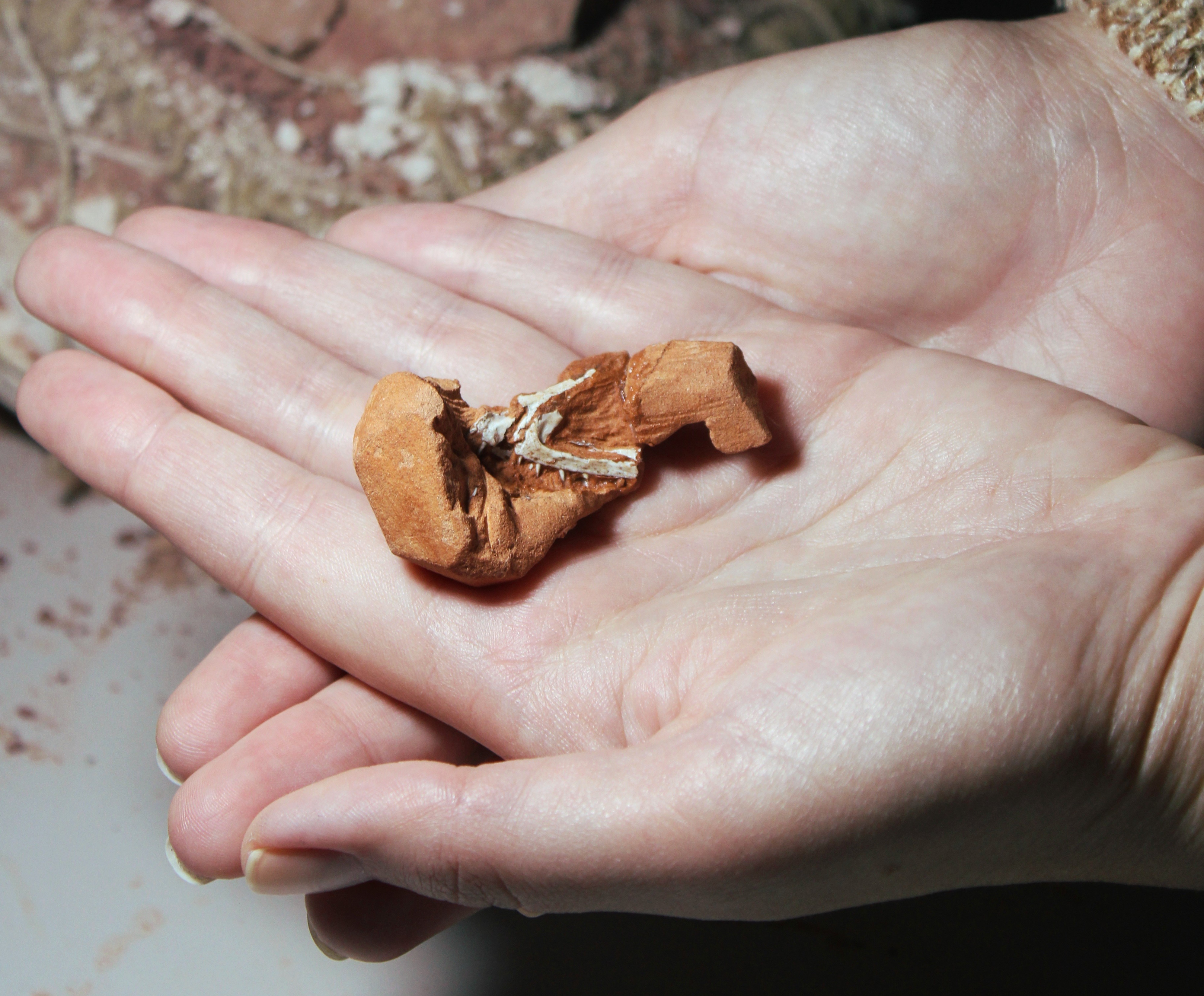 Pequeno réptil de 225 milhões de anos encontrado no RS é identificado ...