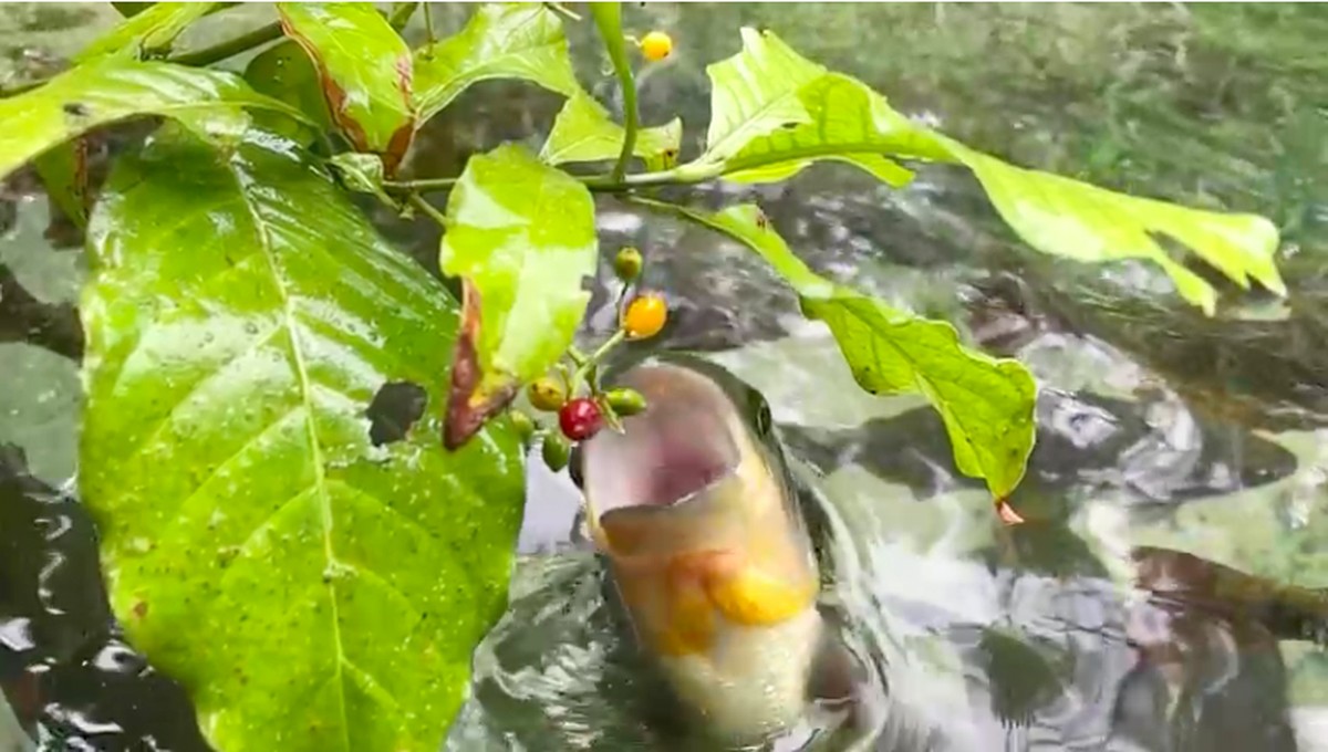 Piraputanga: o peixe que "segue" macacos atrás de alimento | Terra da ...