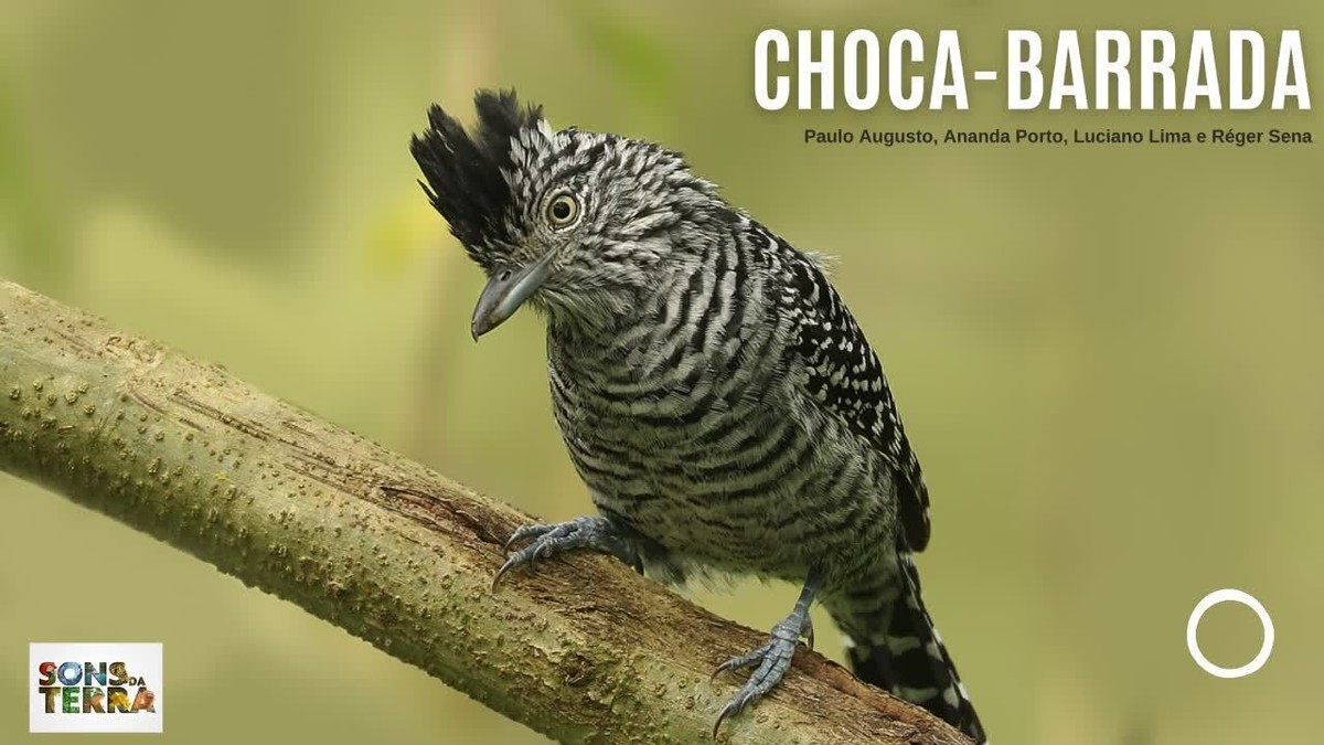 ‘Sons da Terra’: o marcante canto da choca-barrada | Terra da Gente | G1