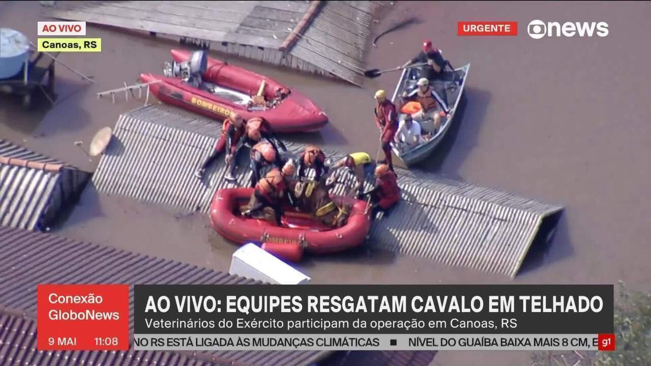 Corpo de Bombeiros de SP recebe prêmio por resgate de cavalo que ficou ...