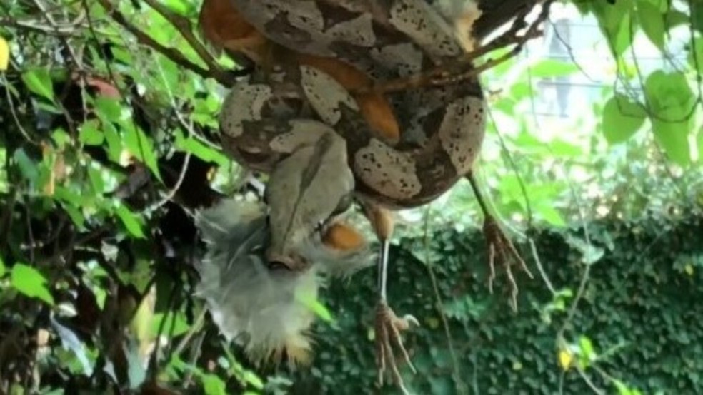 Biólogo flagra jiboia predando sabiá-laranjeira no quintal de casa em ...