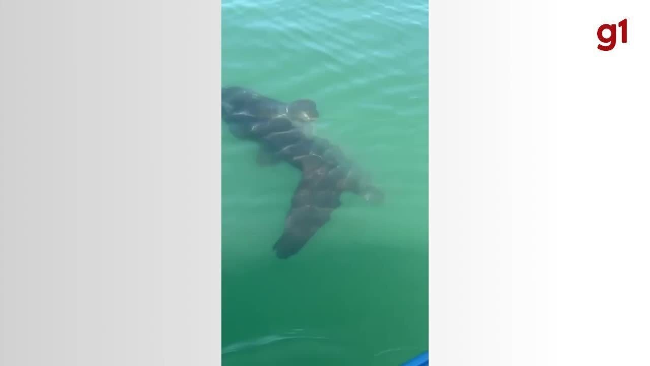 Registro raro de peixe-lua é feito na costa de Santa Catarina: 'Muito ...