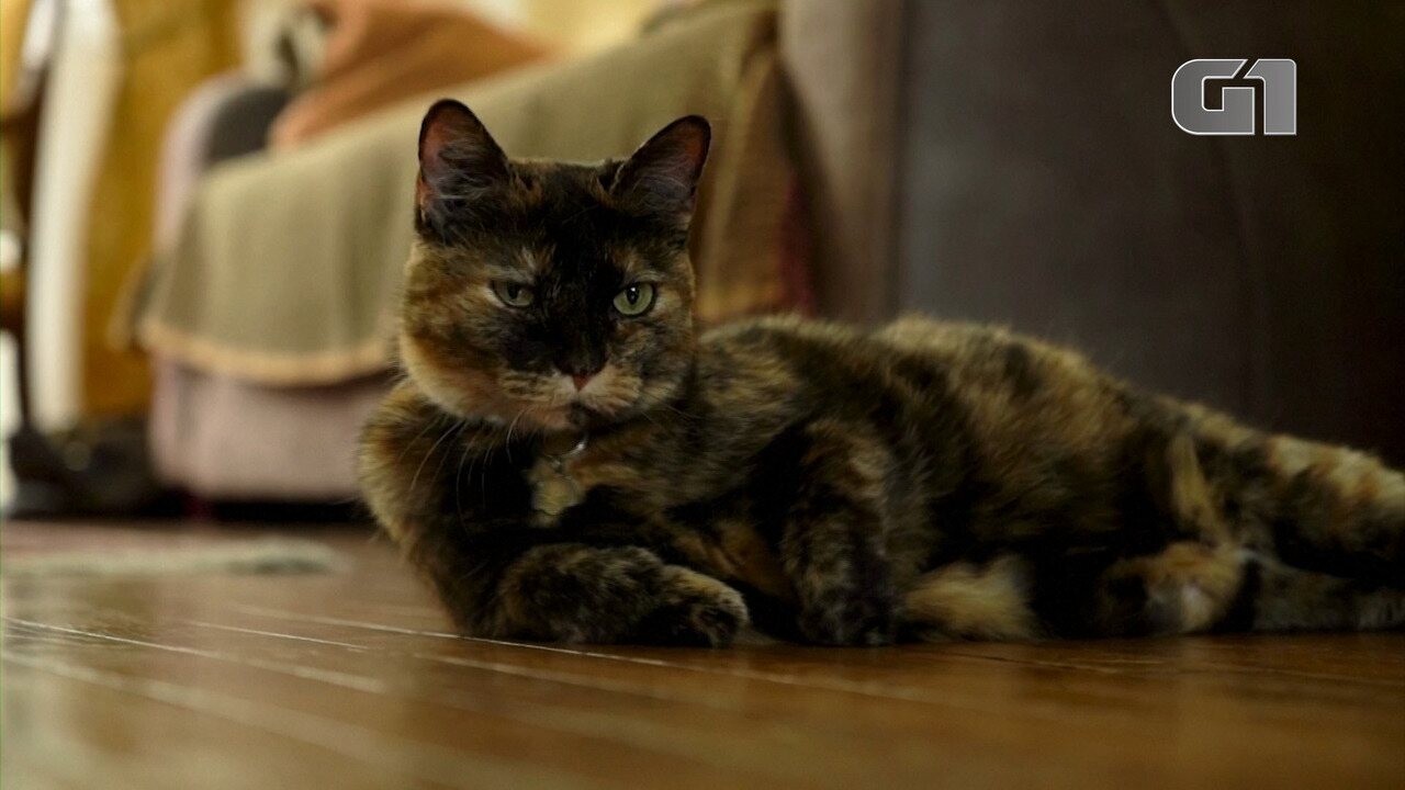 Gatos infectados pelo coronavírus ficam imunes e podem servir de modelo ...