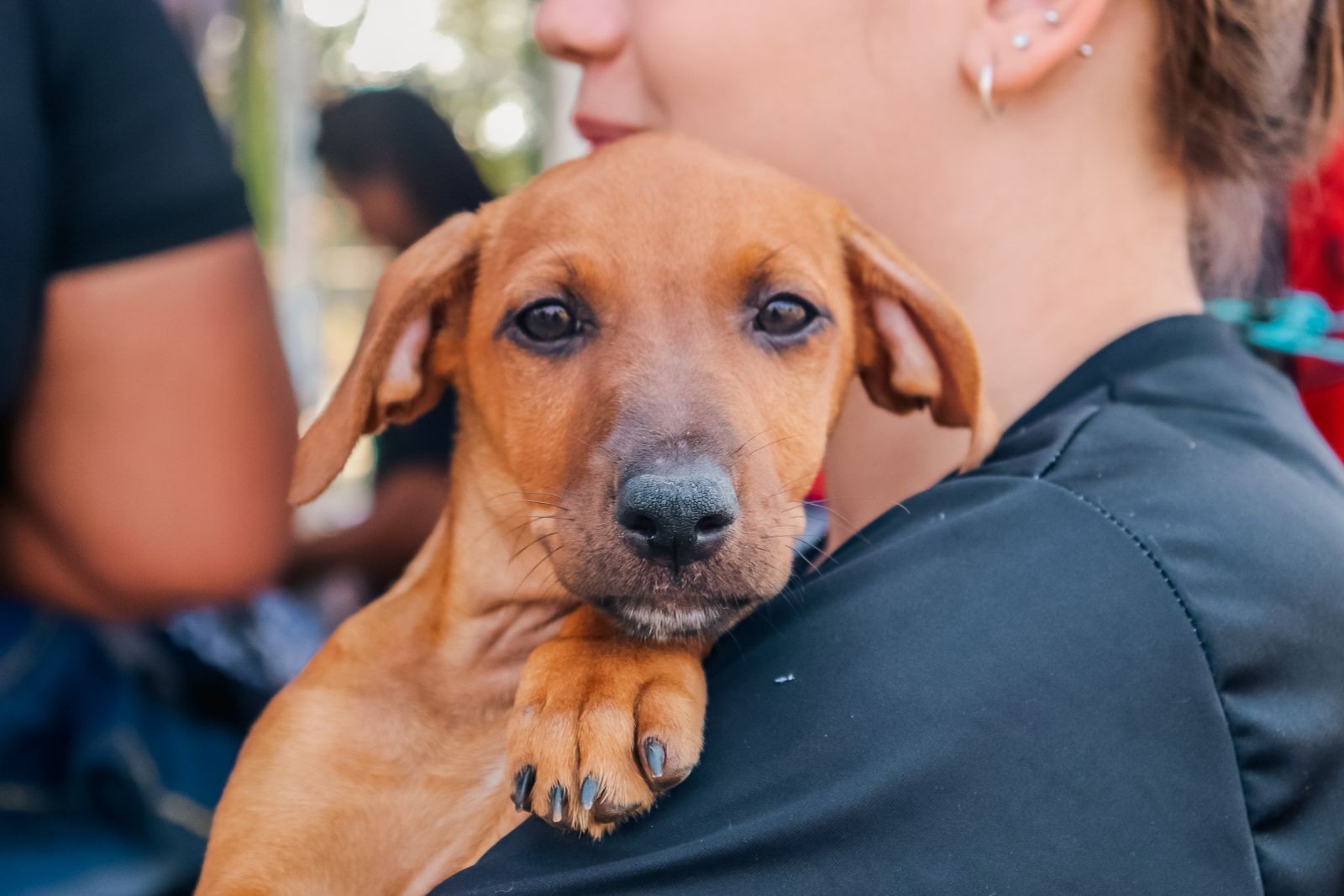 Clínica veterinária pública em Porto Velho | G1