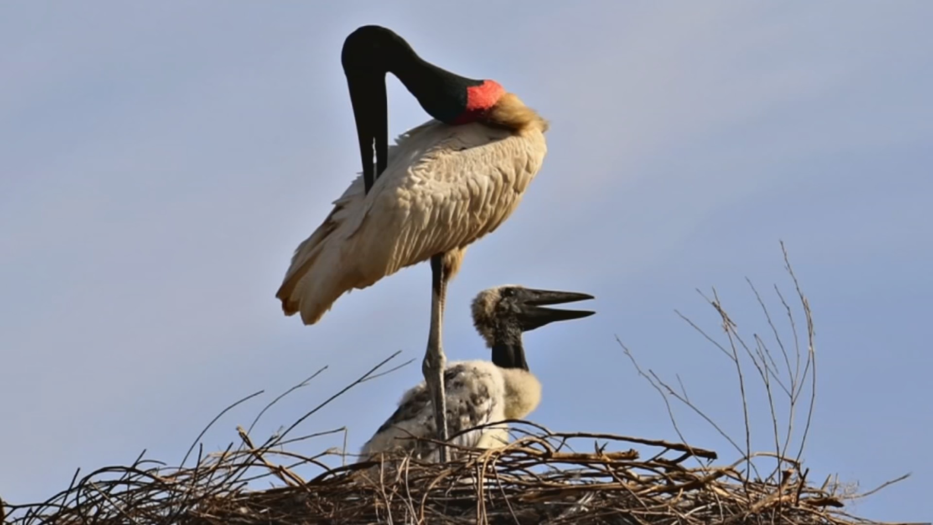 Ave-símbolo do Pantanal, casal de tuiuiús escolhe o noroeste de SP para ...