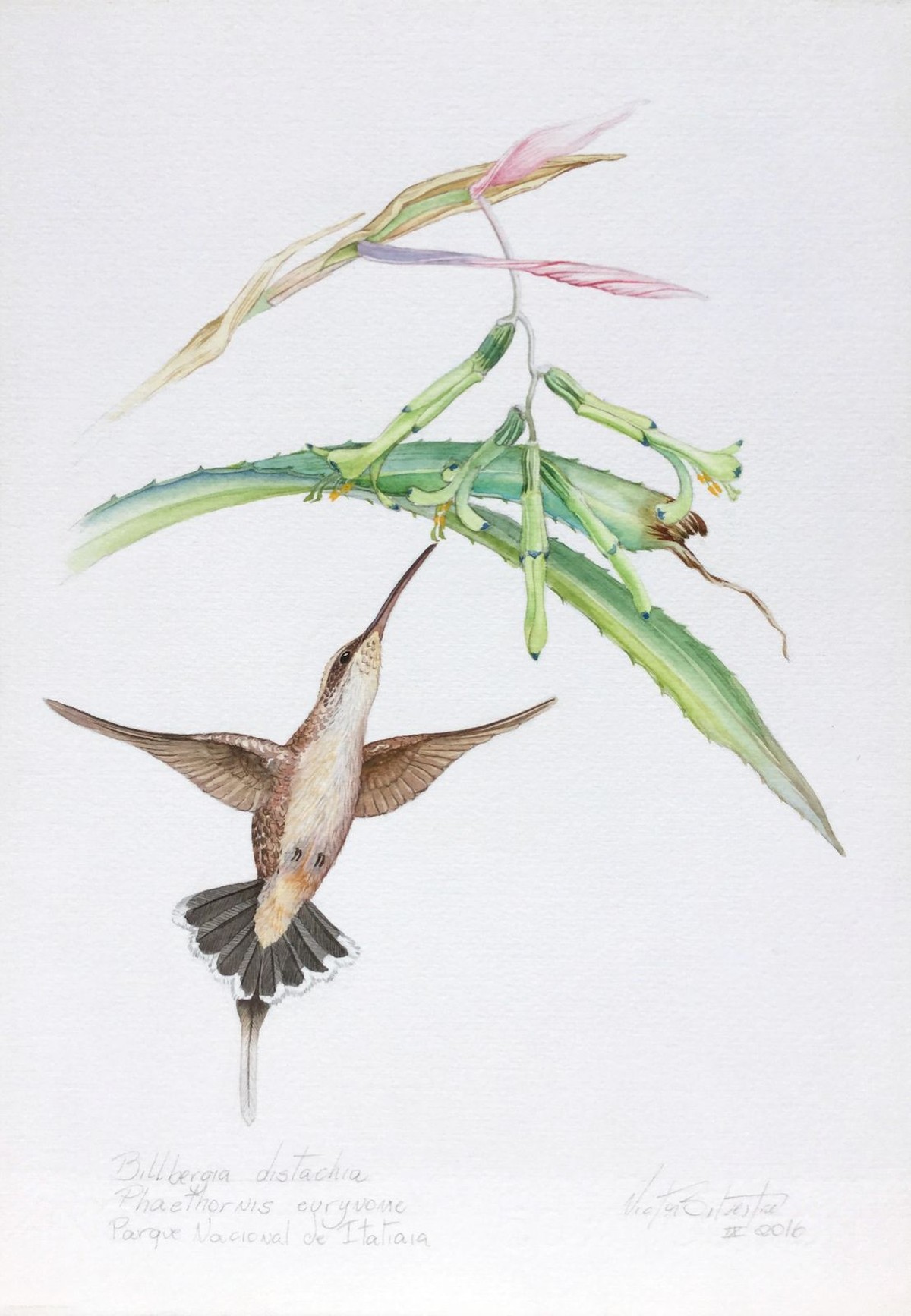 Ilustrador transforma natureza e aves em arte com aquarela, guache e ...