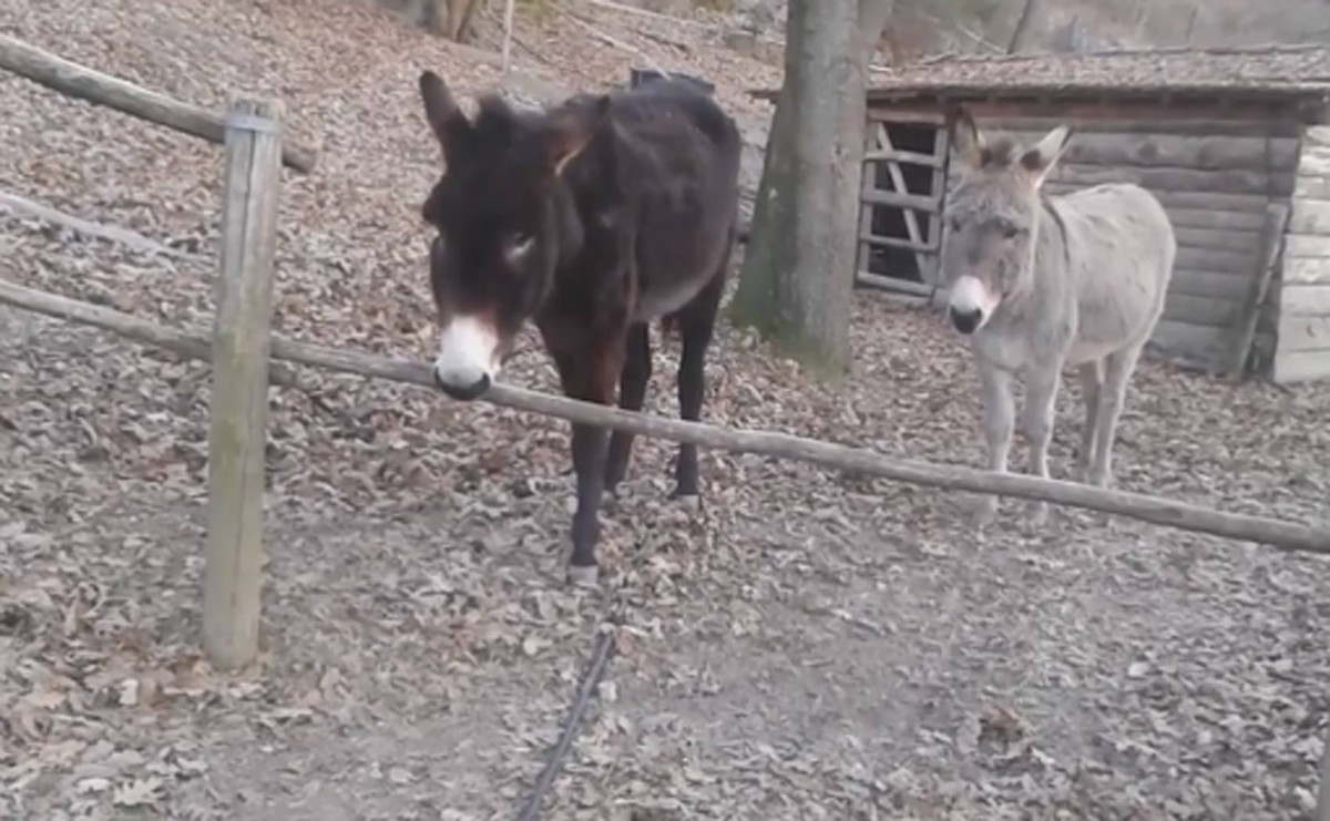 'Burro inteligente' vira hit na web, com mais de 26 milhões de ...