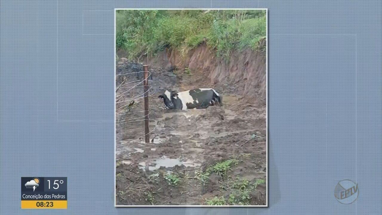 Vaca fica presa em brejo e é resgatada pelo Corpo de Bombeiros em São ...