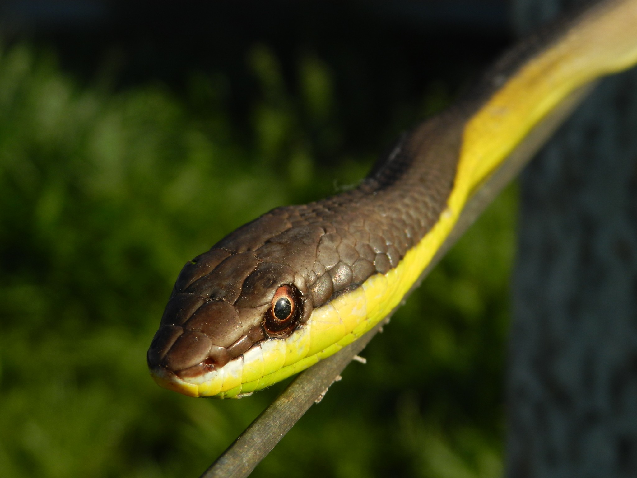 Dia da cobra: veja as 5 serpentes mais comuns no Pantanal | G1