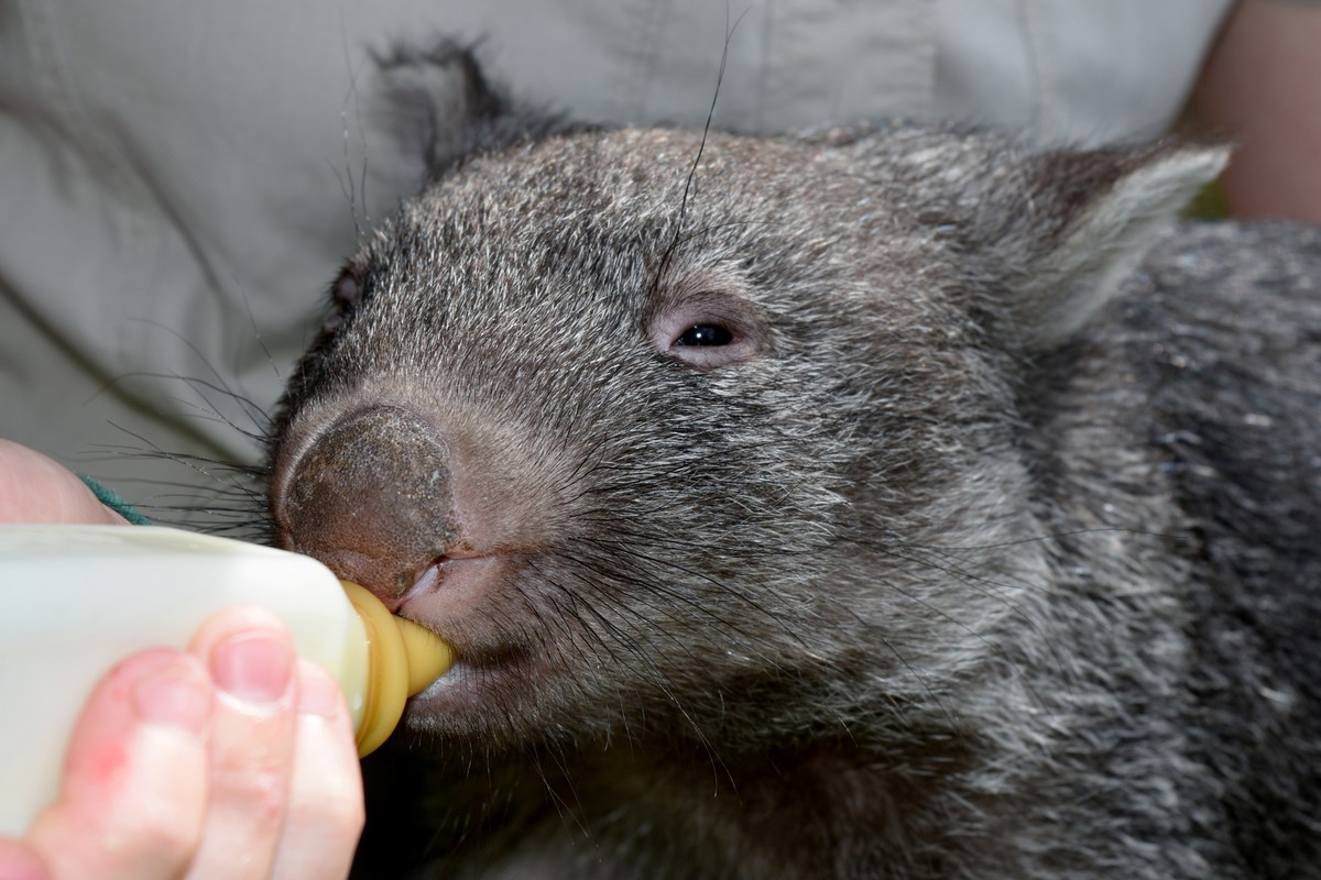 Wombat australiano George completa seu primeiro ano de vida | Natureza | G1