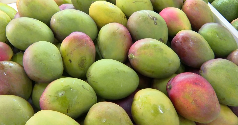 Comeu fruta no pé ou caída da árvore? Saiba os riscos e como se ...