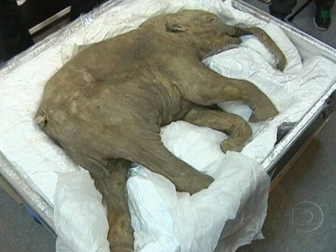 Empresa anuncia US$ 15 milhões para trazer à vida um mamute extinto há ...