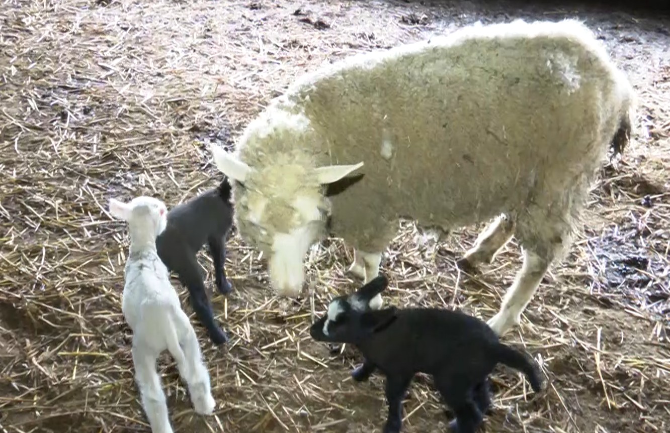 Raridade: ovelha dá à luz cinco cordeiros no Paraná | G1