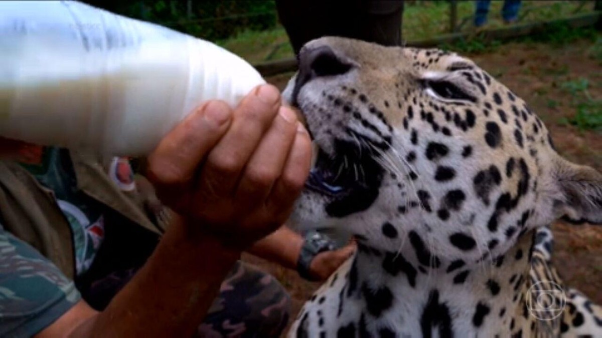 Onça criada com colo e mamadeira em fazenda de MT ganha novo lar em ...