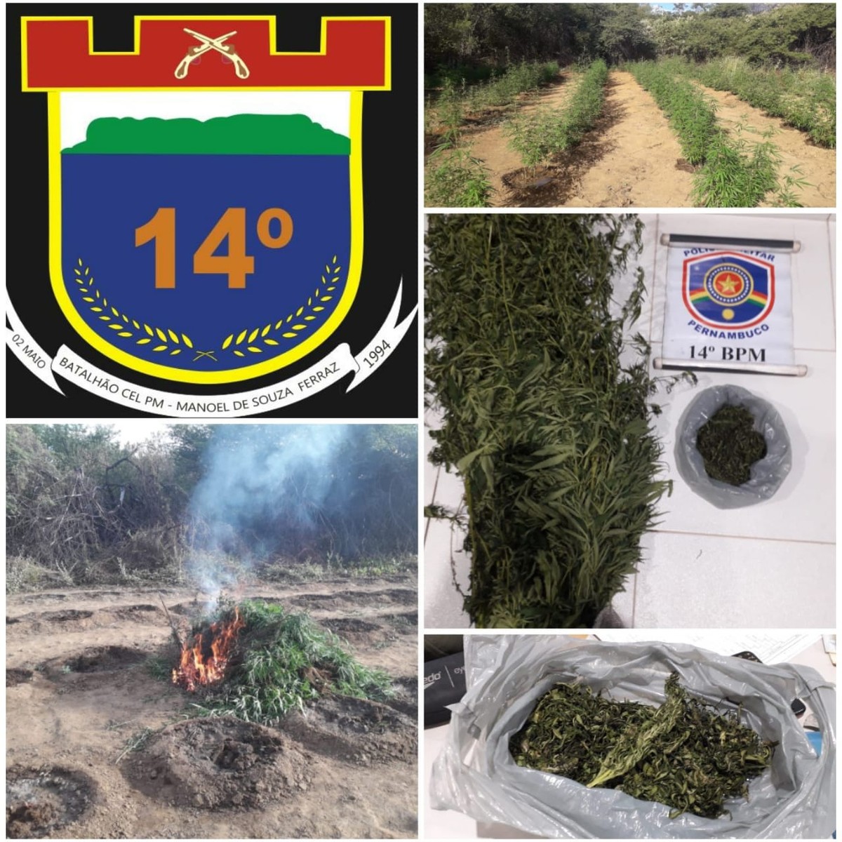 Polícia Militar destrói mais de 20 mil pés de maconha em Serra Talhada ...