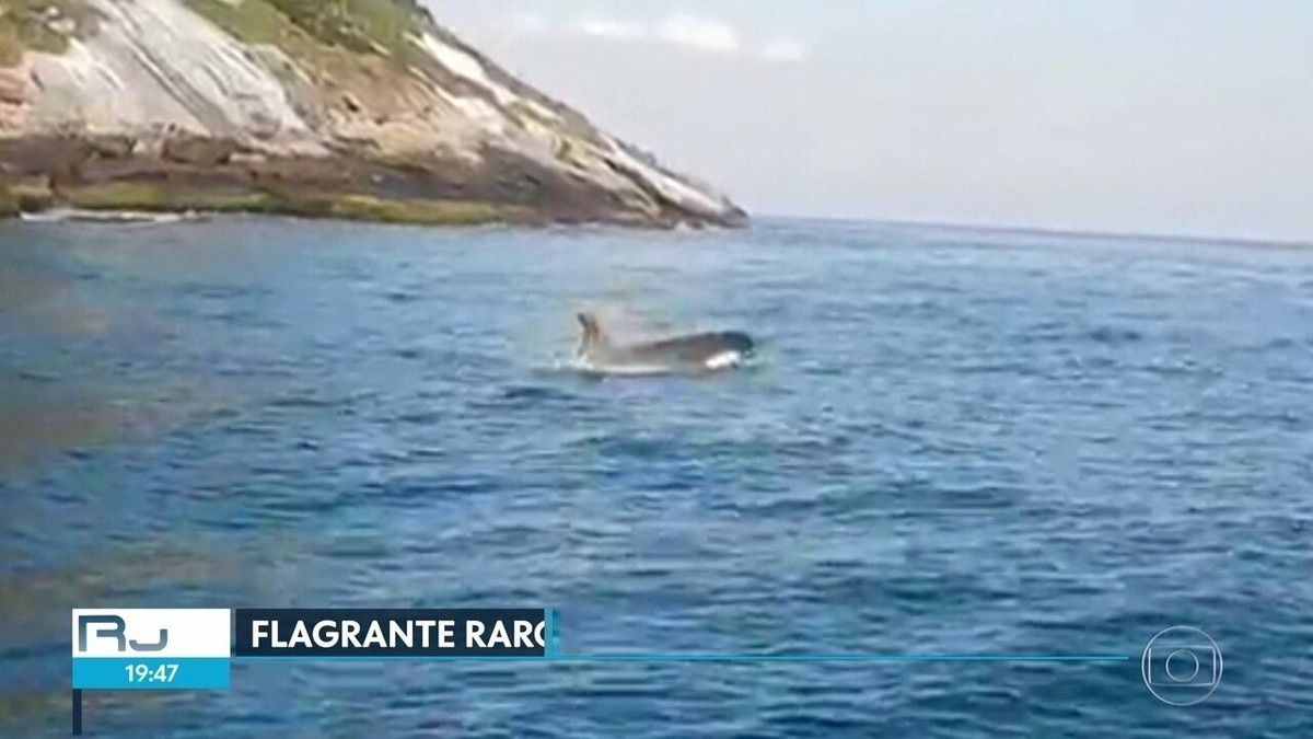 Pesquisadores fazem imagens raras de orcas no Rio de Janeiro | Rio de ...