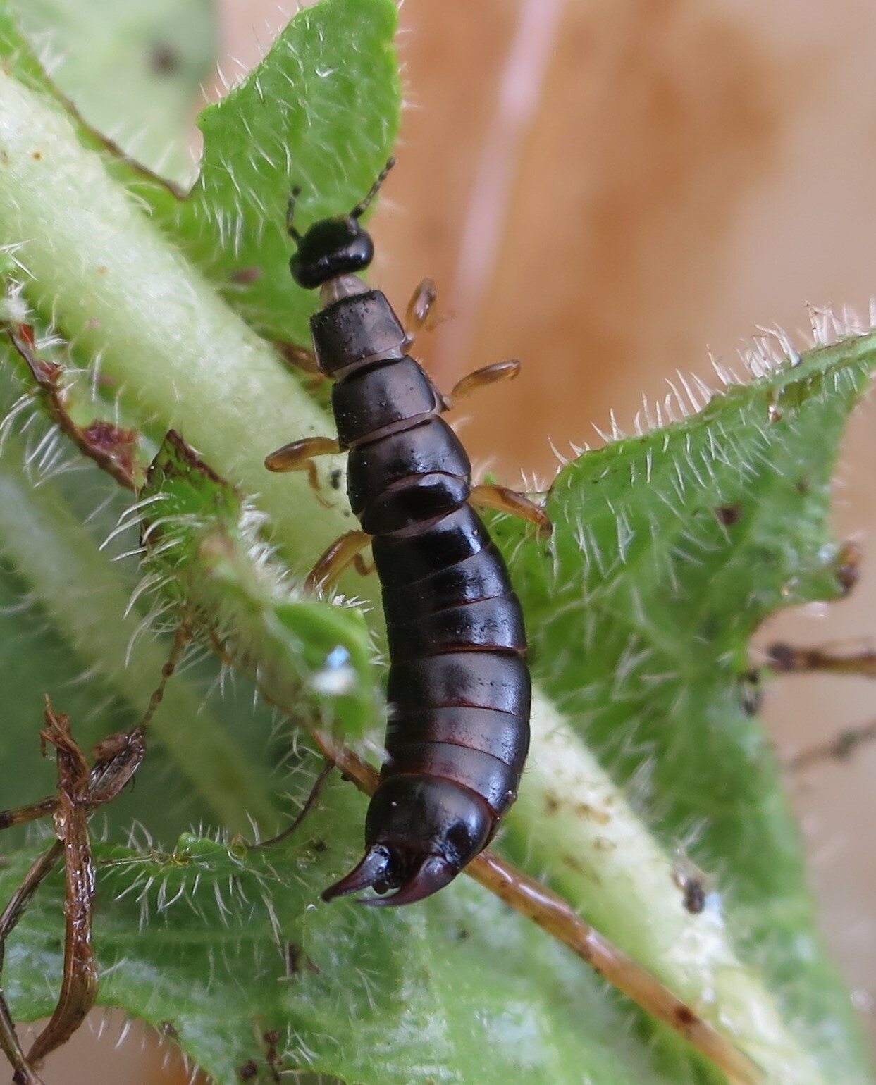 Vida de inseto: o que tesourinhas e baratas têm em comum? | G1