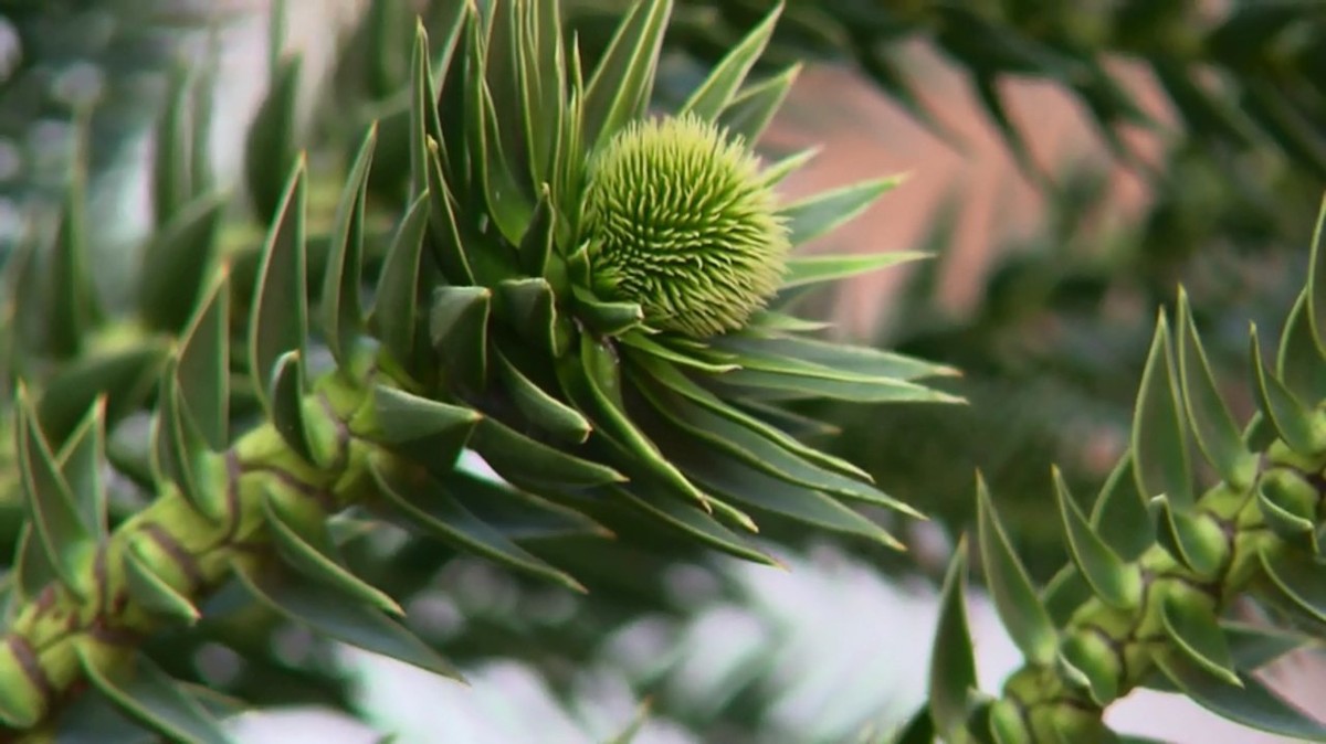 Pesquisa paranaense reduz tempo para o início da produção de pinhões ...