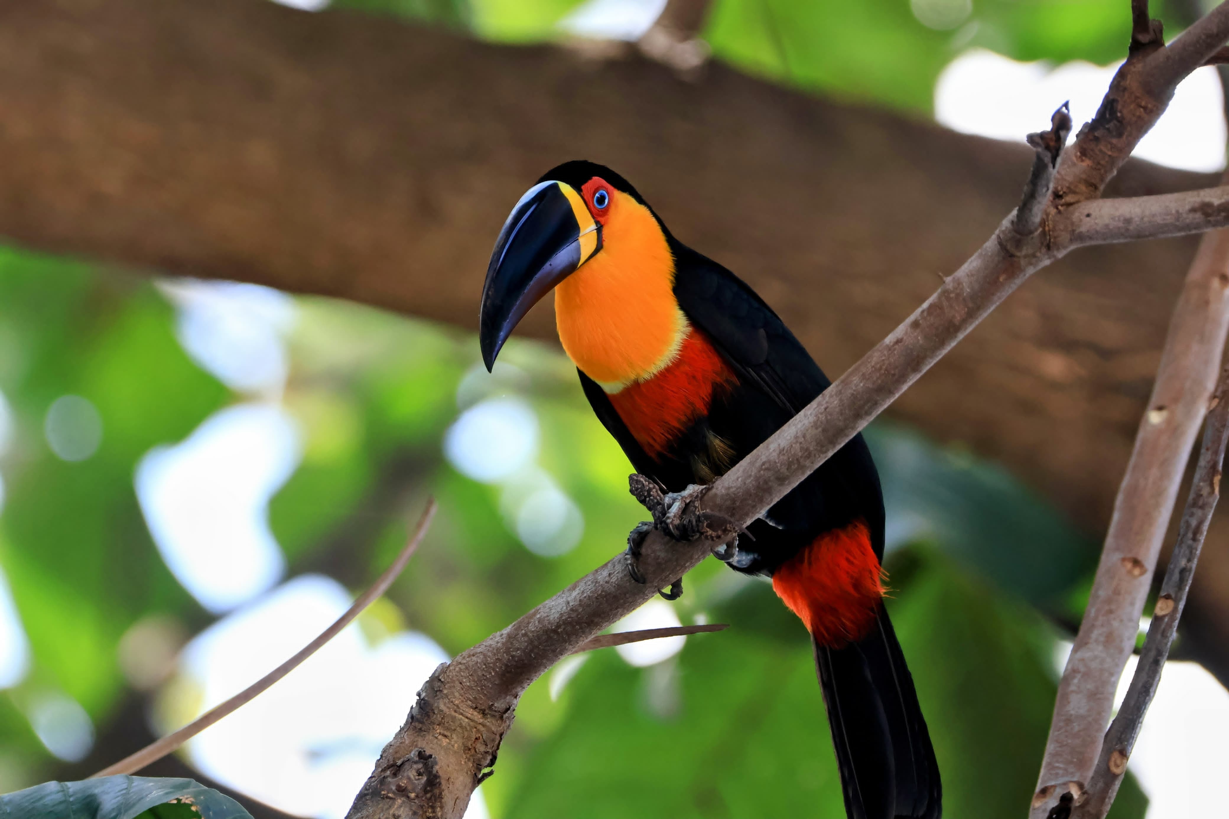 Tucanos chamam a atenção de pedestres em esquina movimentada do Leblon ...