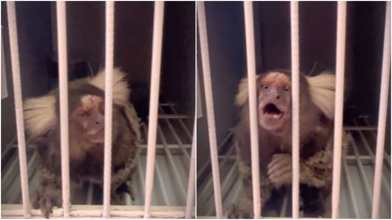 Bombeiros resgatam macaco com suspeita de raiva que tentou atacar ...