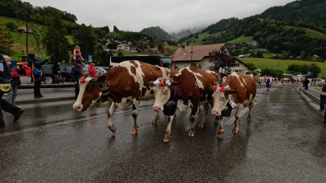 Como vacas abandonadas em ilha no século 19 voltaram ao estado selvagem ...