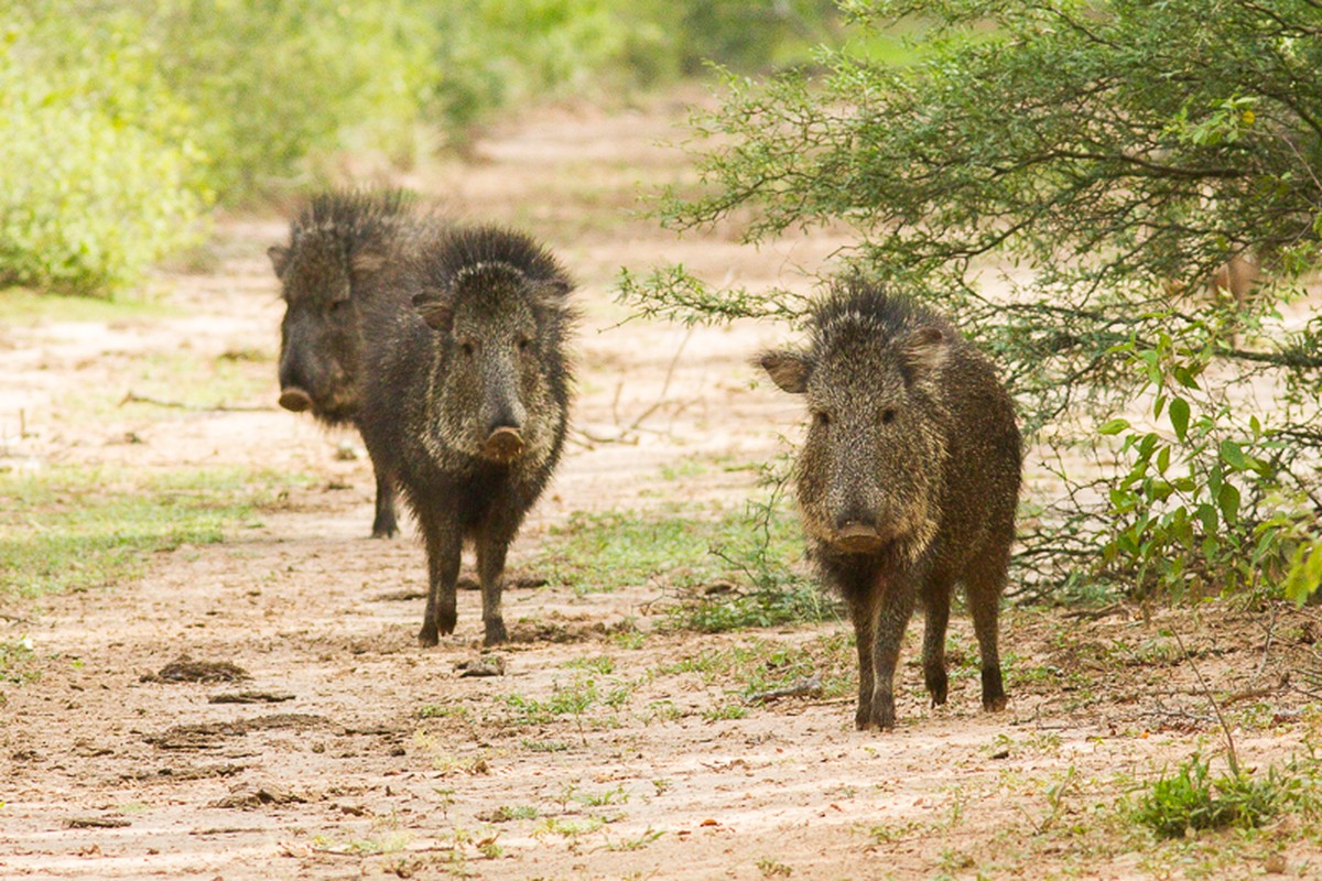 Taguá, espécie rara de mamífero, foi descrita inicialmente como um ...