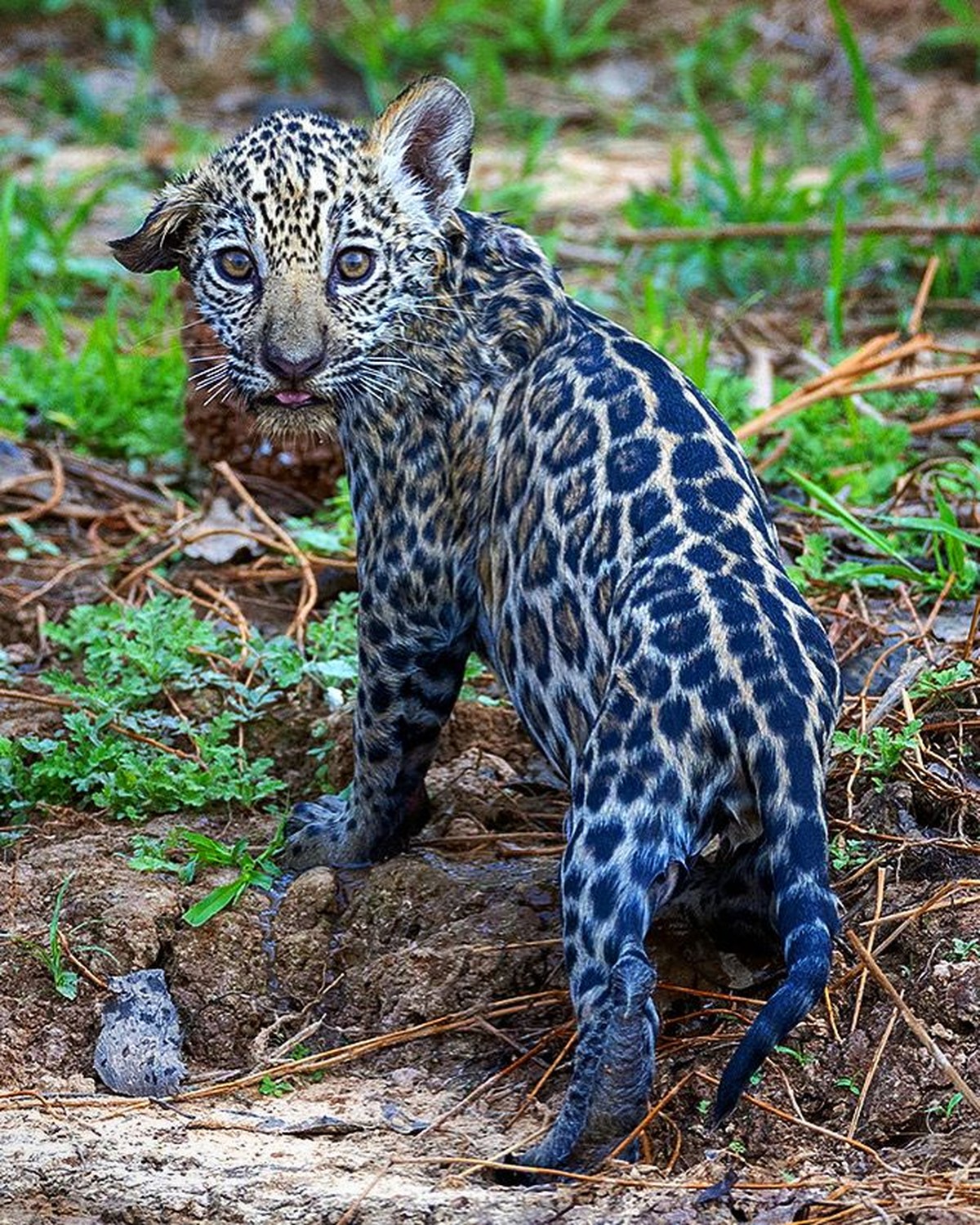 Fotógrafo flagra filhote de onça-pintada saindo do banho em rio do ...