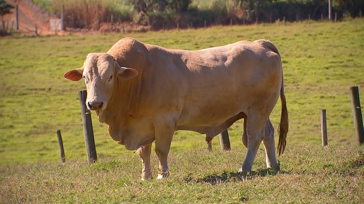 Canchim atrai pecuaristas que buscam gado rústico e bom produtor de ...