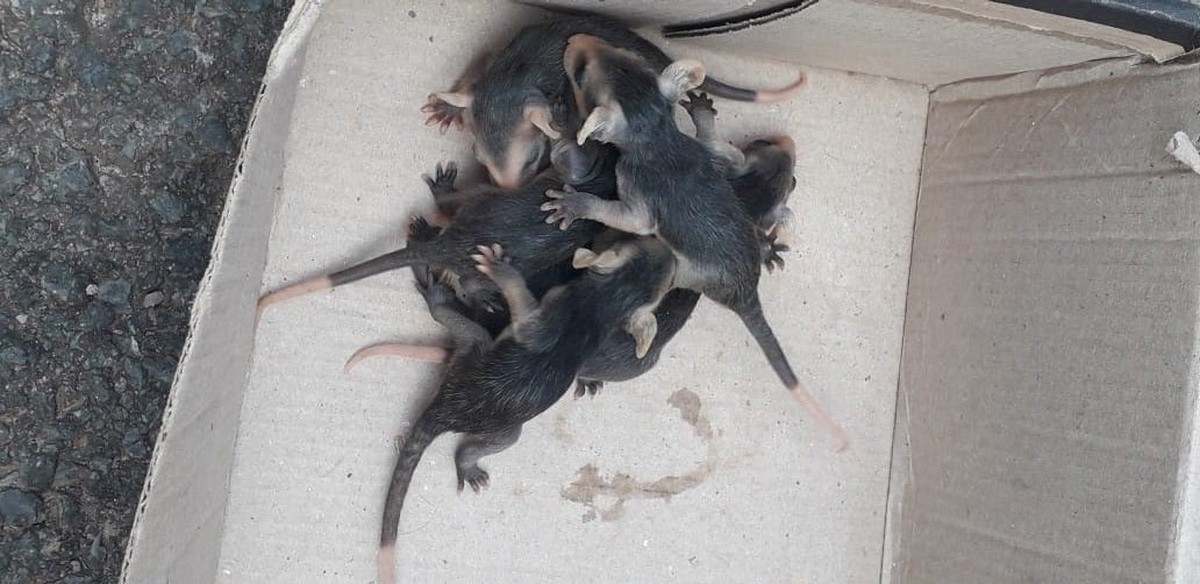 Fêmea de saruê morre em briga com gata, mas filhotes sobrevivem e são ...