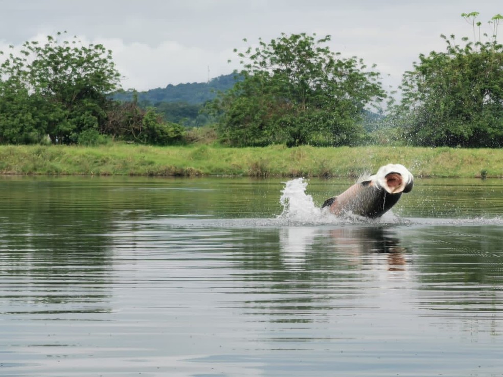 Pulmão ou bexiga natatória: entenda como peixes respiram fora d’água