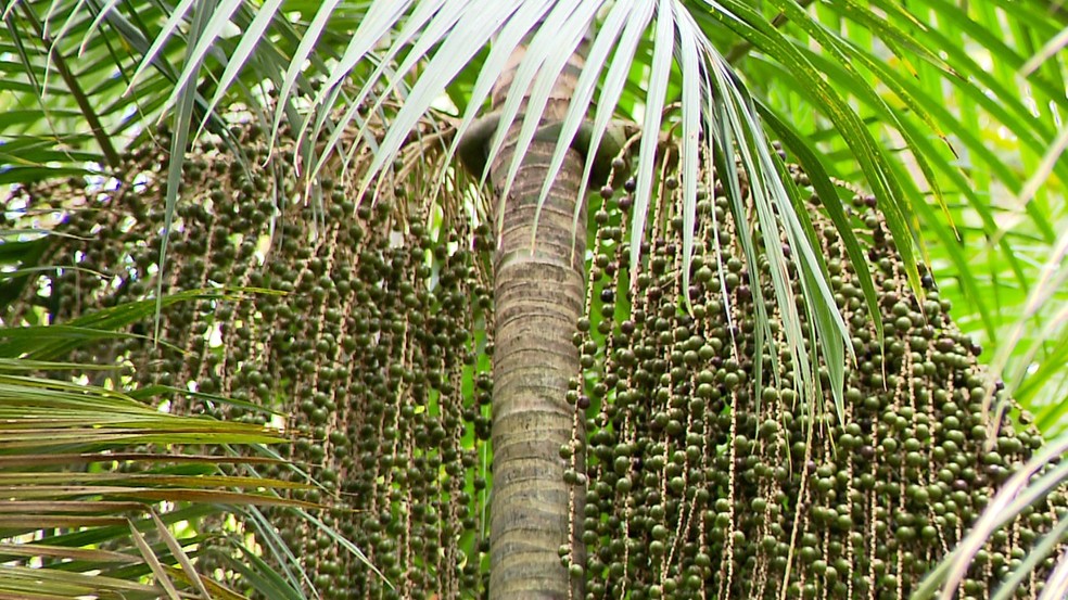 arvore palmito