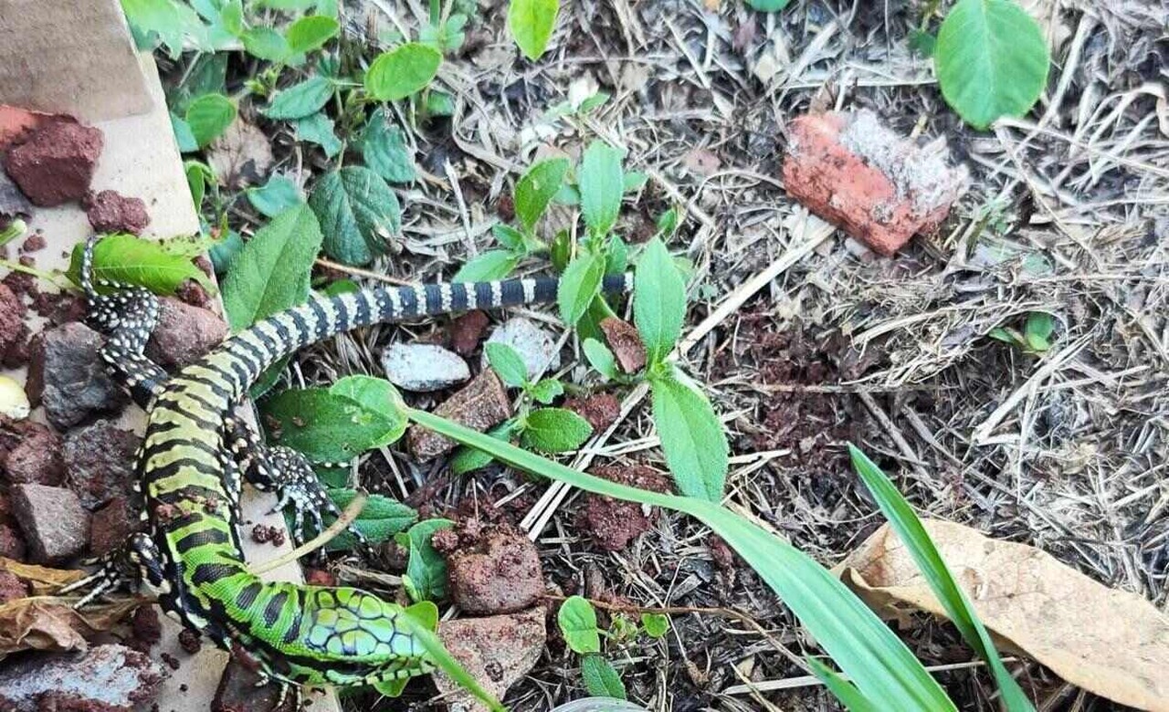 Filhote de lagarto de uma das maiores espécies do Brasil é resgatado em ...