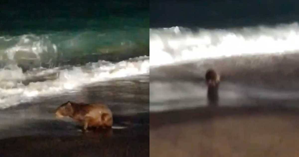 Capivara é resgatada na Praia de Iracema, em Fortaleza, após ser ...