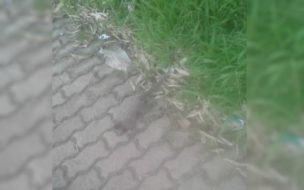 Macaco morto é encontrado perto do HDT, em Goiânia | Goiás | G1