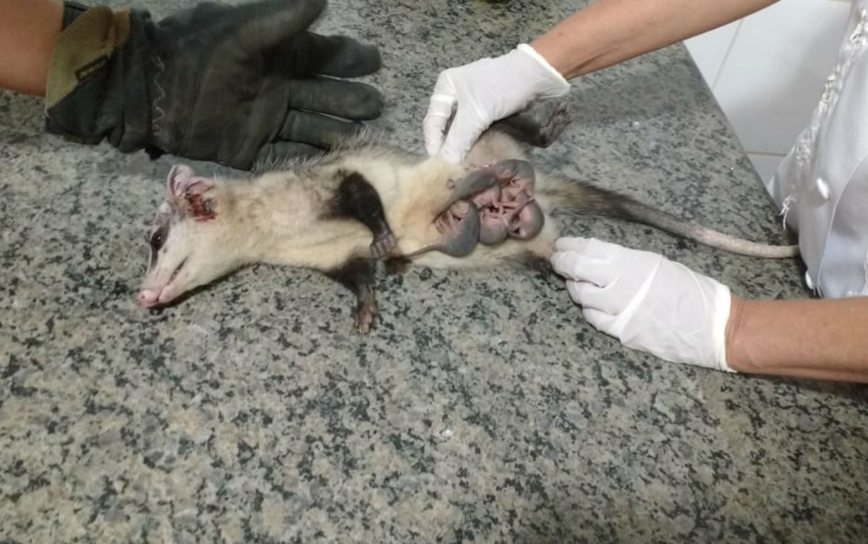 Com bolsa de filhotes, saruê fêmea é resgatada ferida no oeste da Bahia ...