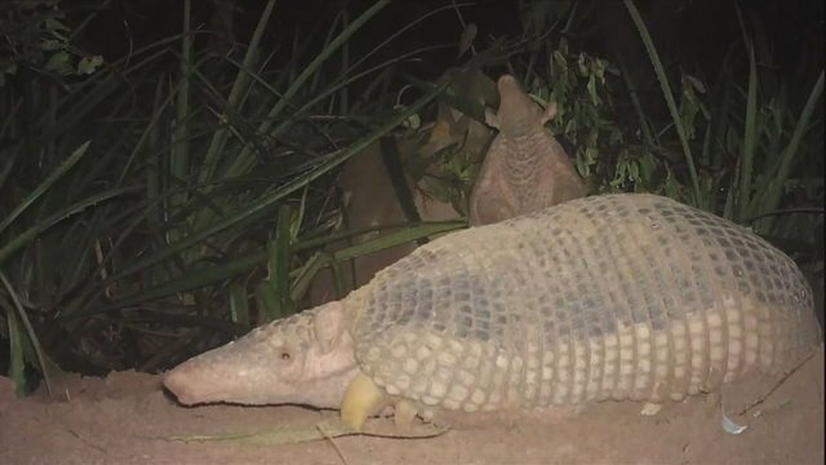 Além do tatu-canastra: relembre o tenébrio, o bardoto e outros animais ...
