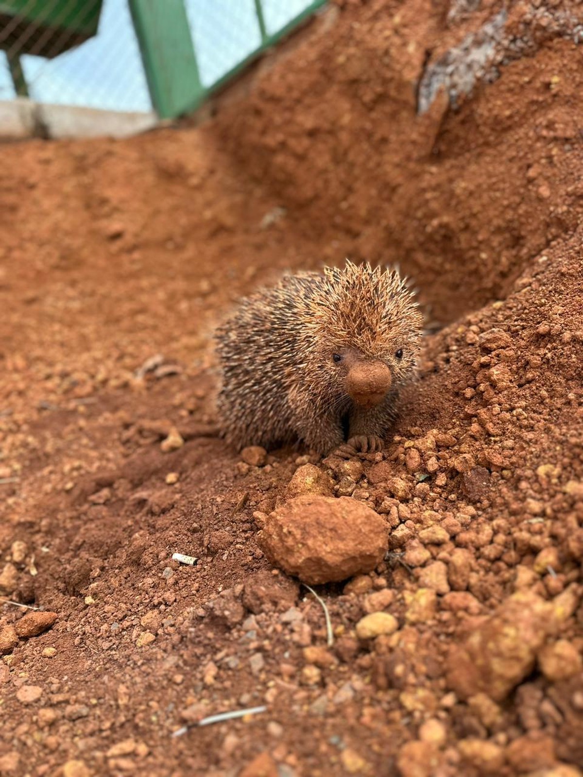 🦔 Na linha do 'se me atacar, eu vou atacar’, porco-espinho dá lição em ...