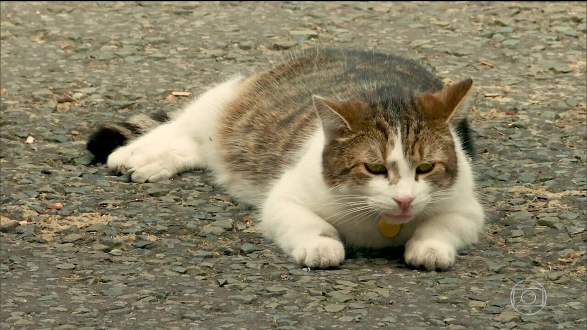 Gato Larry é personagem ilustre da política britânica | Jornal Hoje | G1