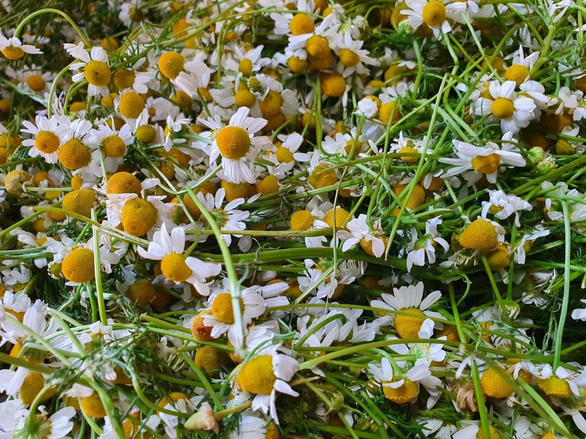 Fiocruz oferece curso virtual gratuito sobre plantas medicinais | Terra ...