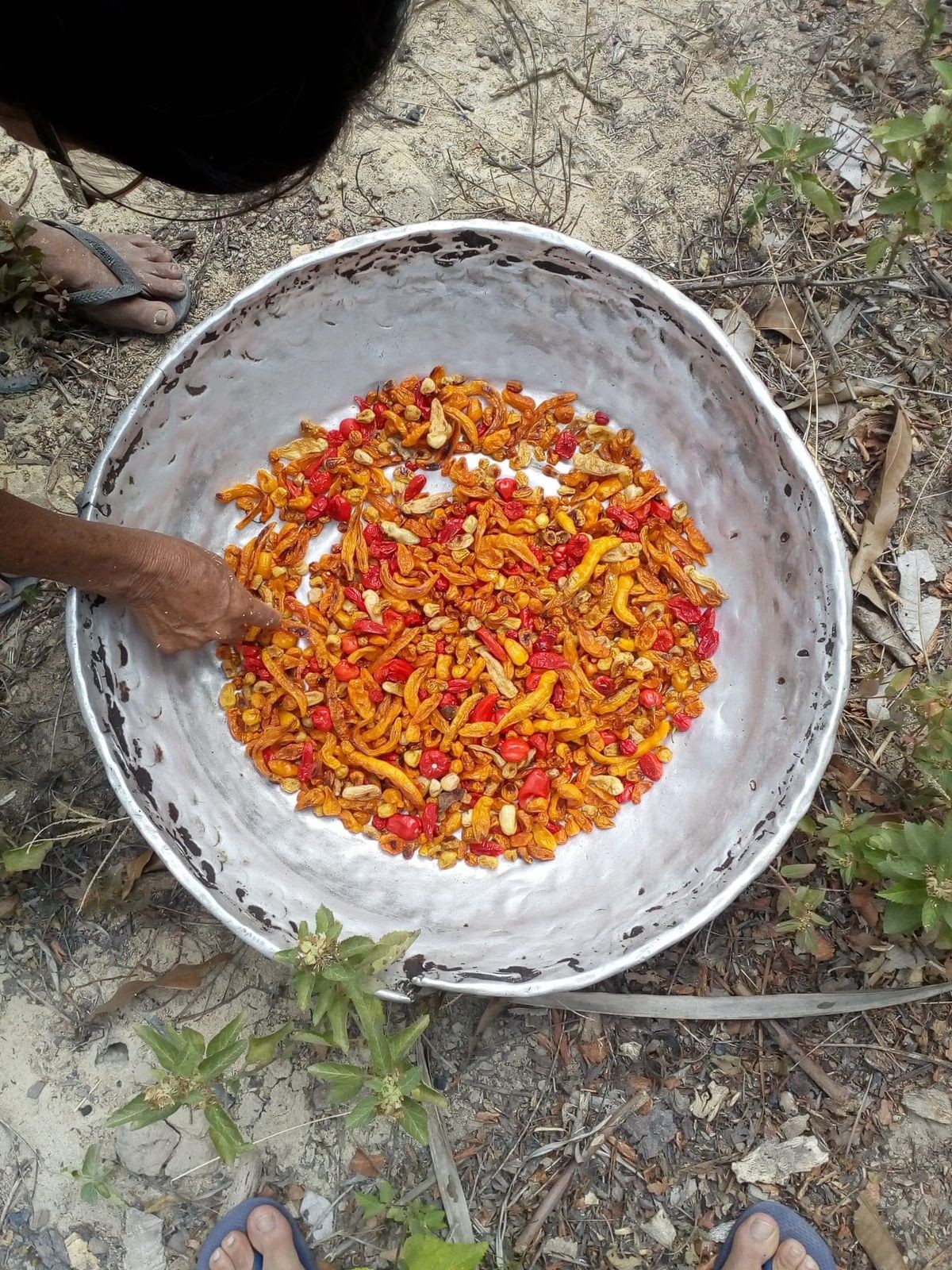 Indígenas Macuxi aplicam pimenta nos olhos para curar dores e aumentar ...