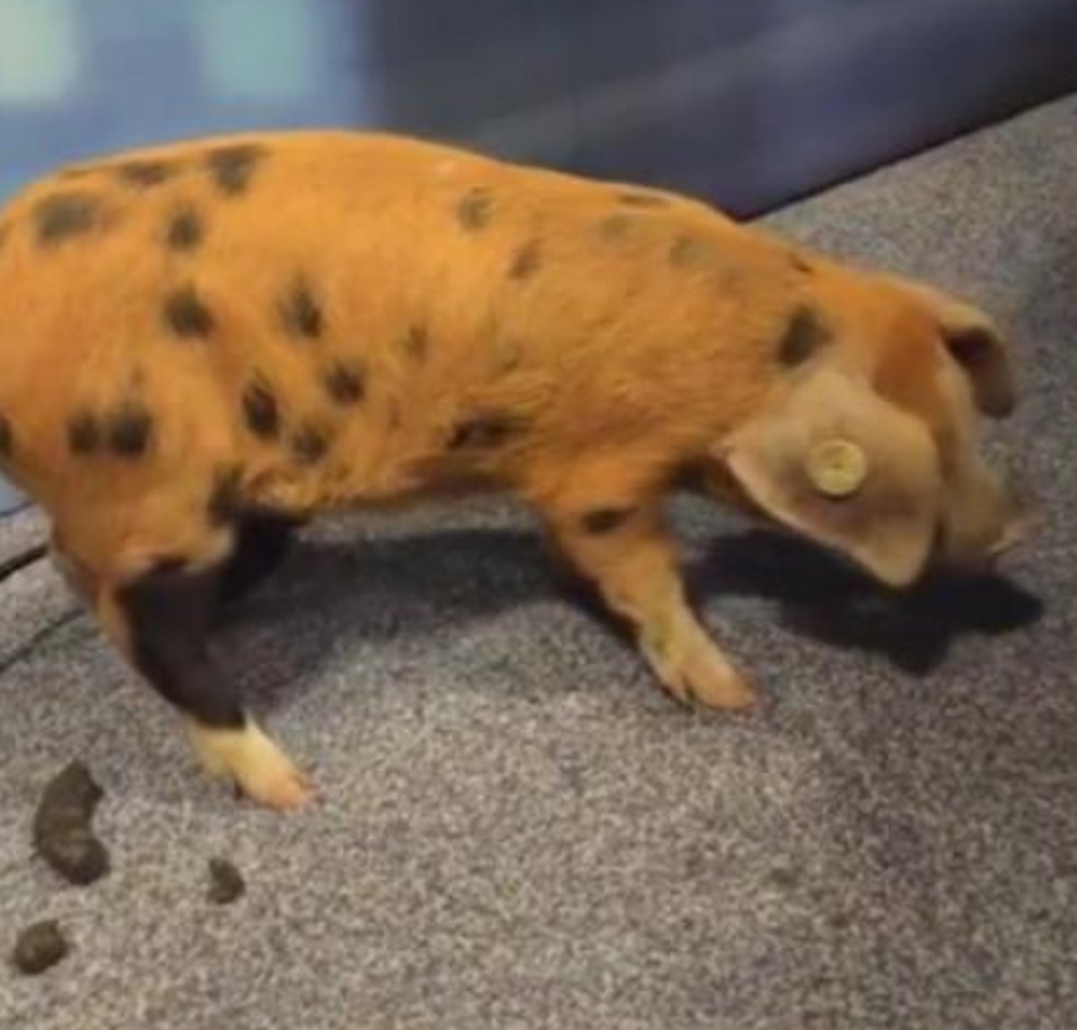 Porco interrompe programa ao vivo ao fazer necessidades em estúdio ...