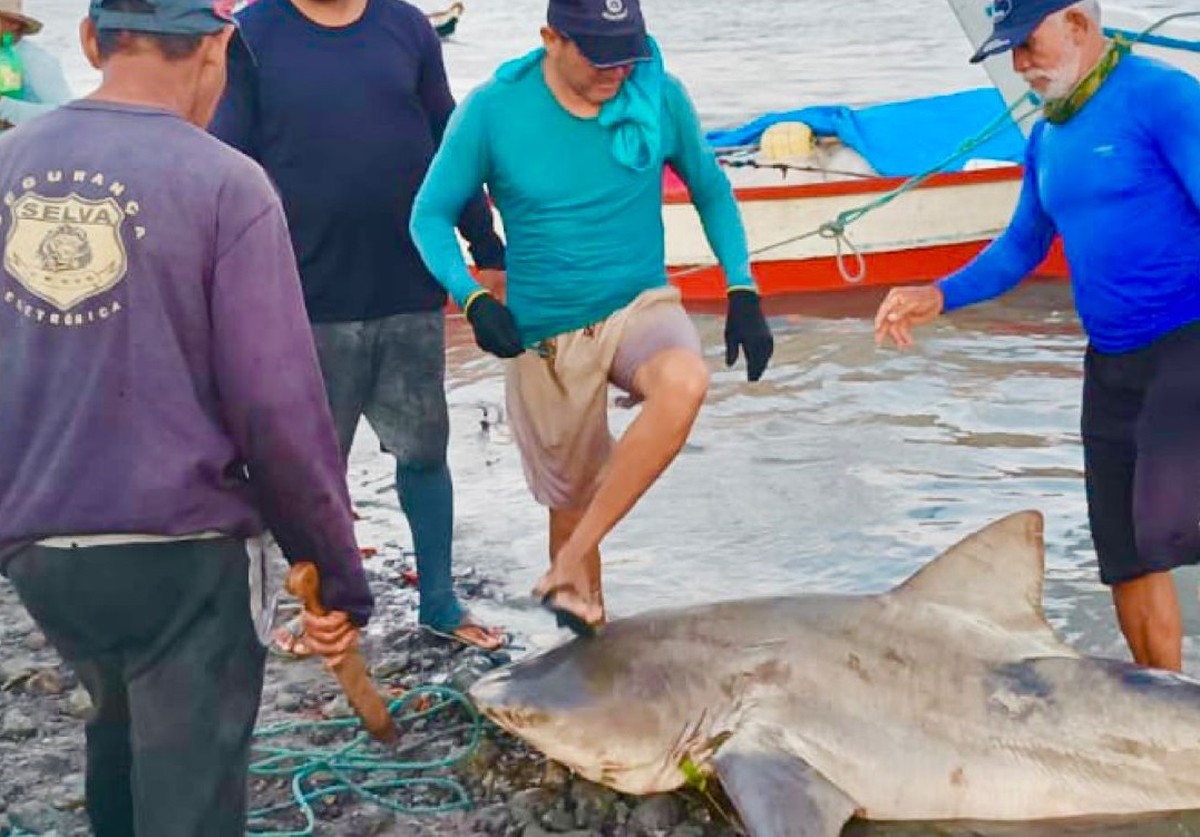 Tubarão de 2 metros é capturado em praia de Salinópolis, no Pará | Pará ...