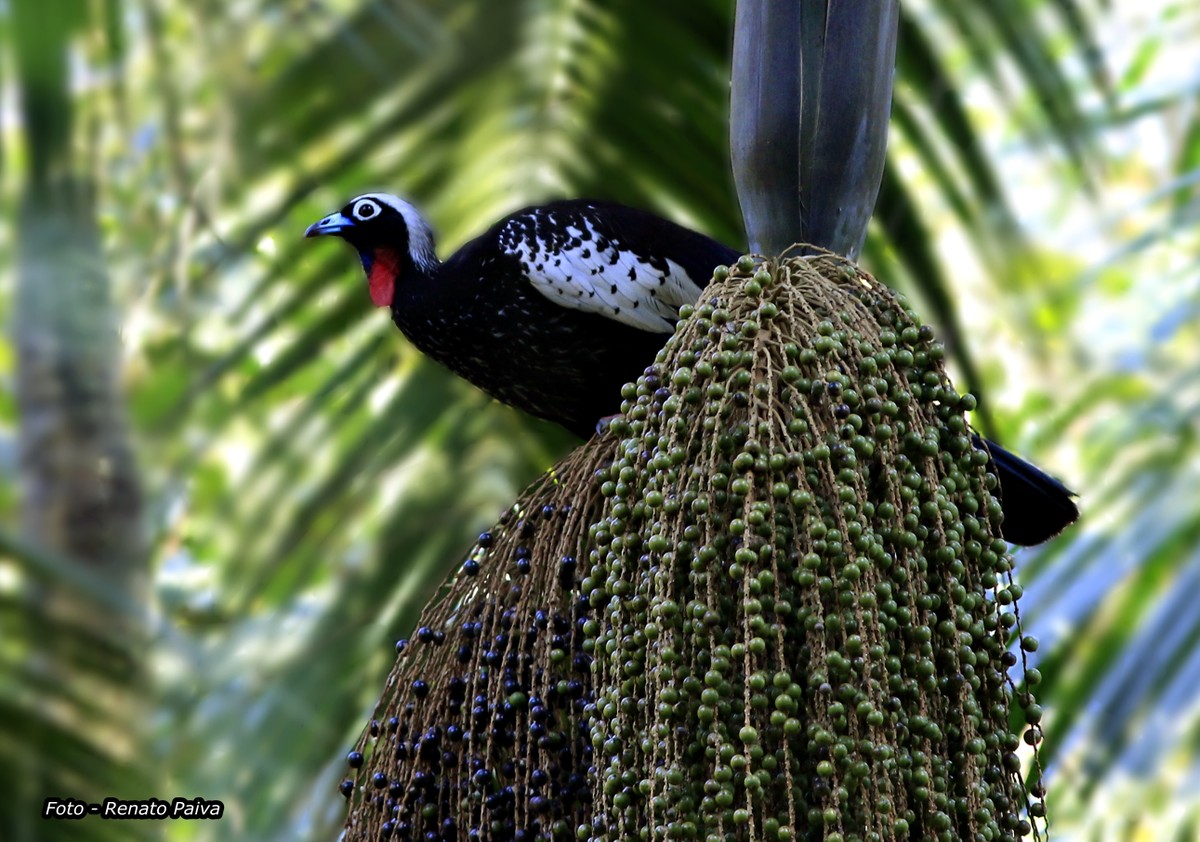 Jacutinga é destaque em acervo de fotógrafo de natureza