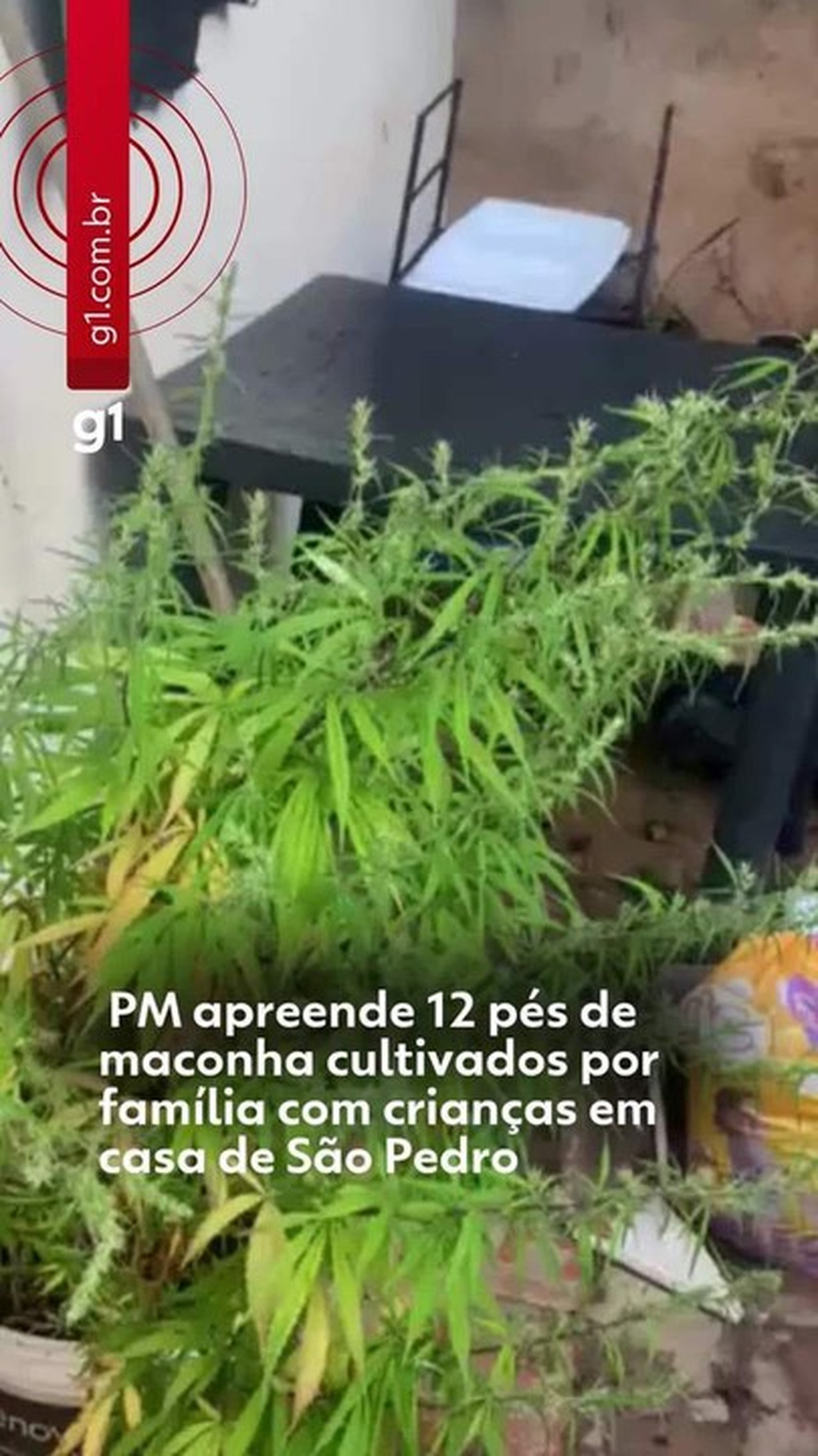 Maconha: família cultivava droga em casa com crianças em SP | G1