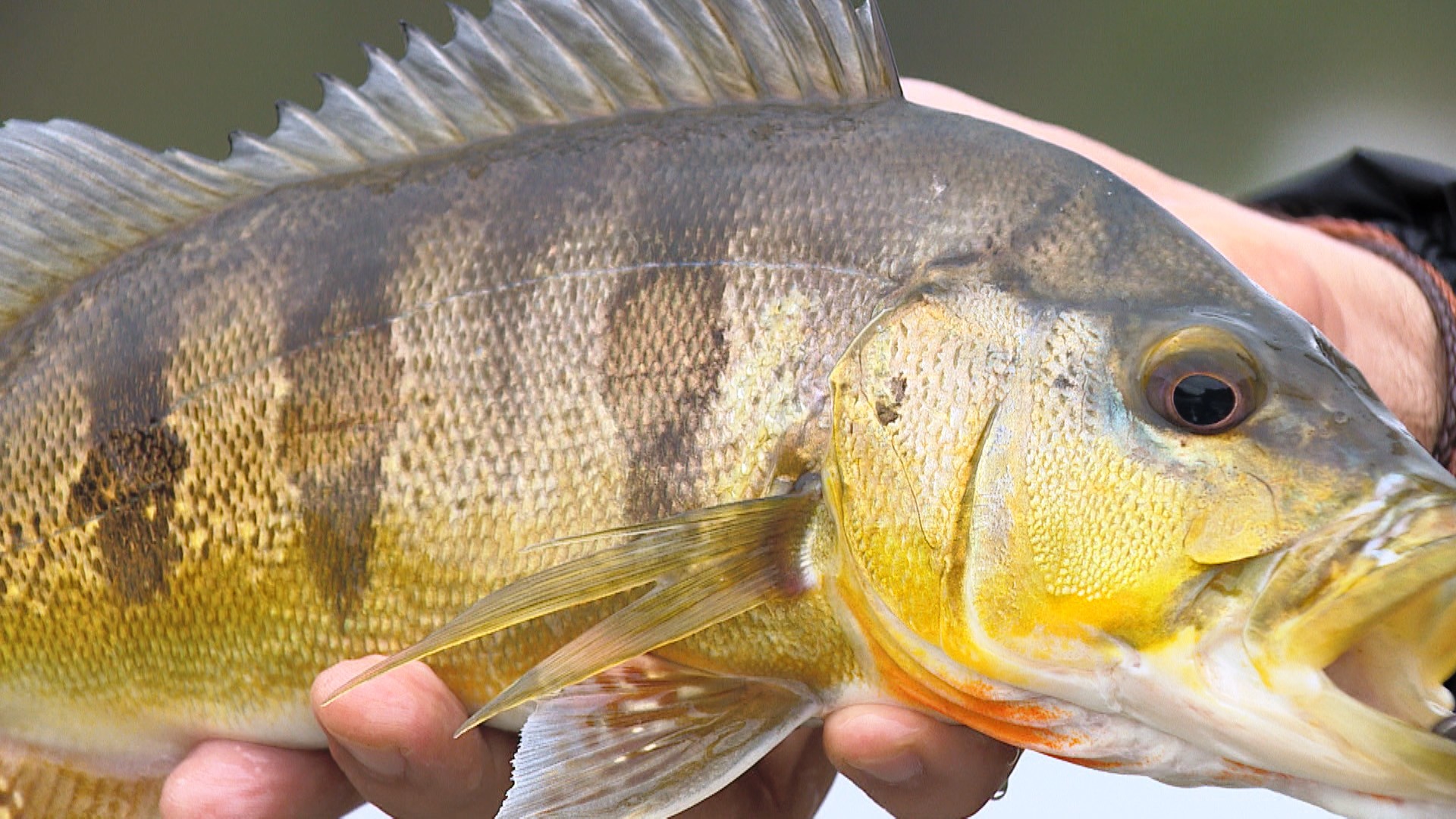 Torneio de Pesca Amadora e Esportiva ao Tucunaré reúne mais de 450 ...